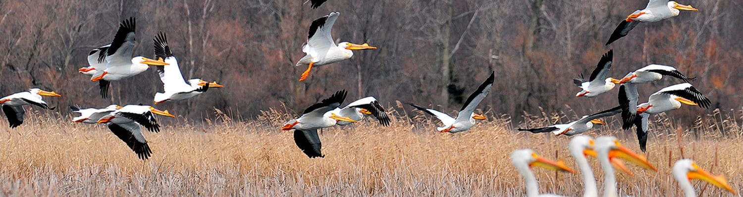 Protecting Animals and Nature - Nina Mason Pulliam Charitable Trust