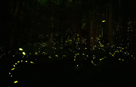 Are lightning bugs disappearing from Indiana's night skies? - Nina ...
