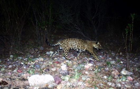 Return of 'the boss': El Jefe, a jaguar that roamed Arizona, has turned ...