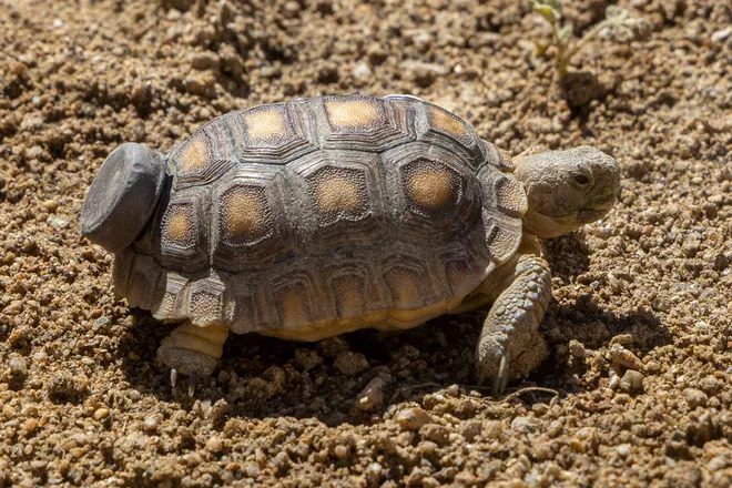 Even the hardy desert tortoise needs help as the Earth warms and ...